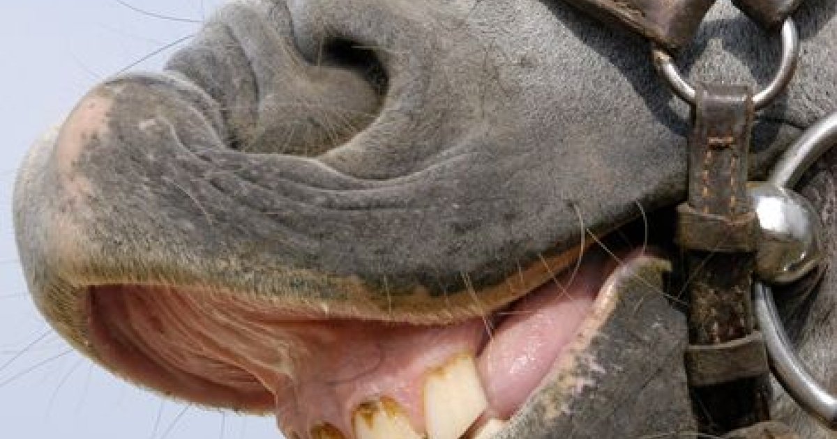 Le cheval à l'honneur ce week-end à Ribiers | L!KE Radio