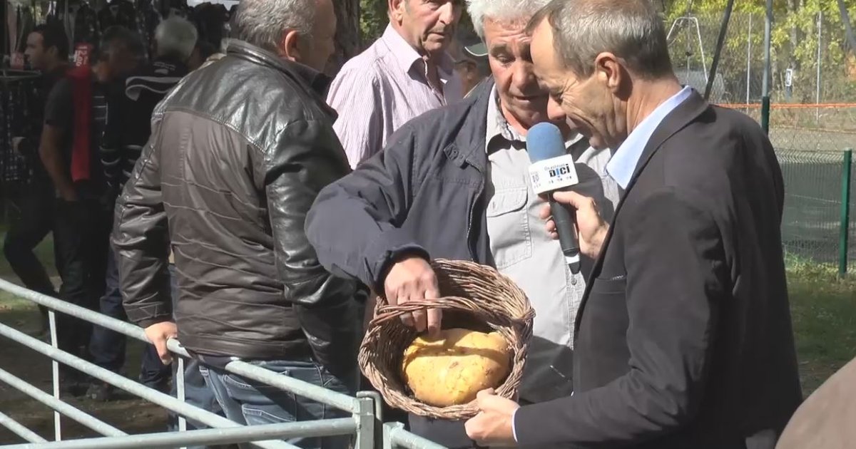 Hautes-Alpes : une patate géante de 1,350 kg dans le Valgau | L!KE Radio