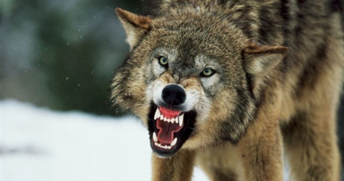 Hautes-Alpes : "J'ai eu la peur de ma vie". Un maire tombe nez à nez ...