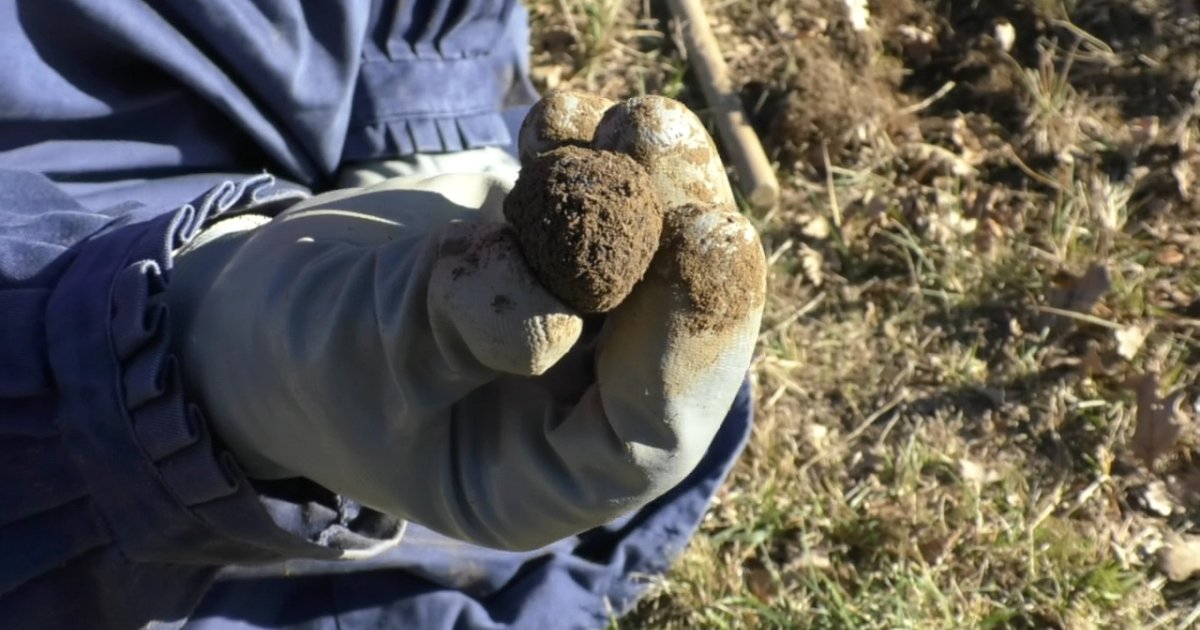 Alpes de Haute-Provence : la fête de la truffe vous attend à Mane | L ...