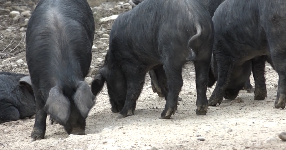 Alpes-de-Haute-Provence : A la rencontre des cochons noirs de Vaumeilh ...
